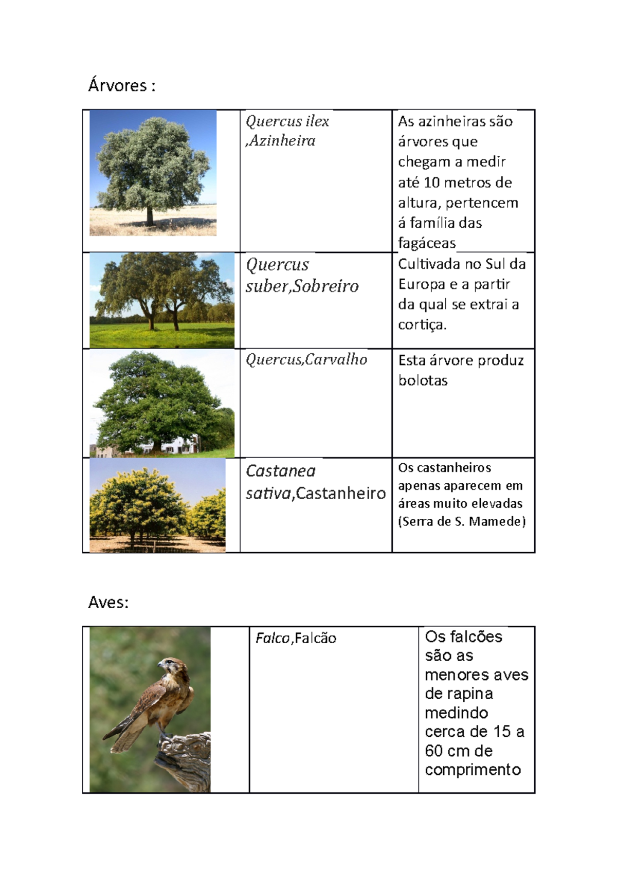 Trabalho de CN - Árvores : Quercus ilex ,Azinheira As azinheiras são ...