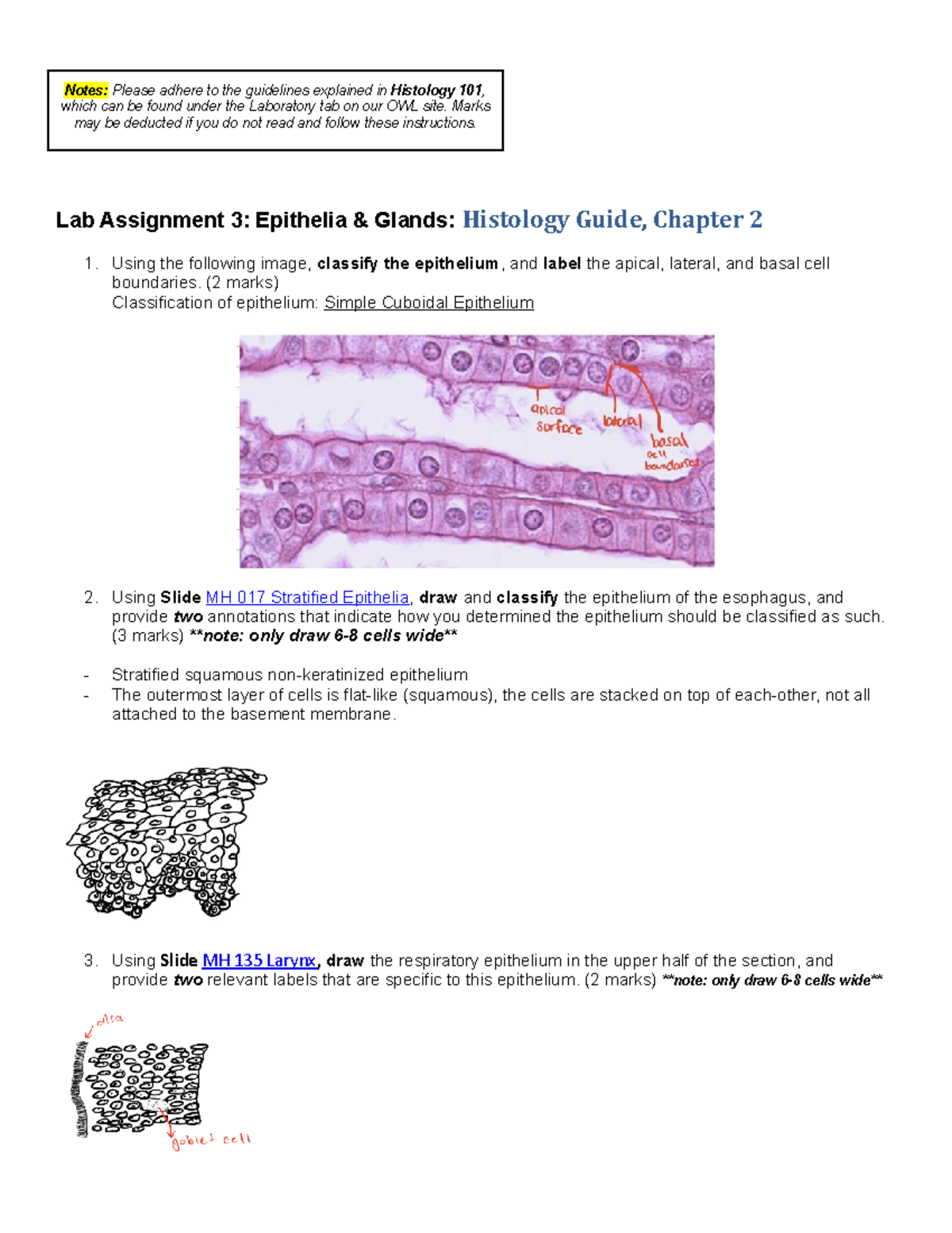 Lab 3 Histology 3309 - Epithelia and Glands - Lab Assignment 3 ...