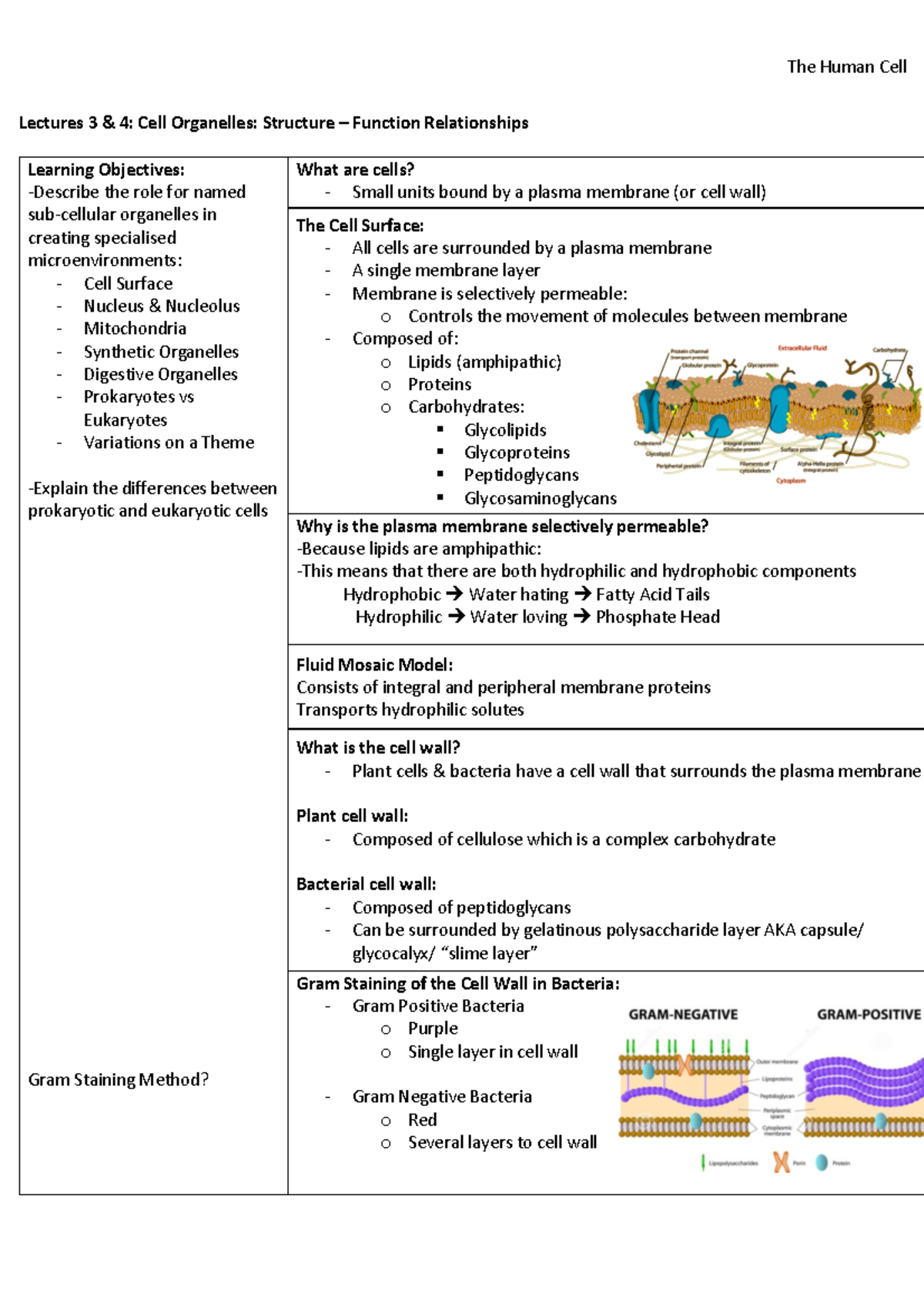 Lectures 3 & 4 - Cell Organelles Structure Function Relationships ...
