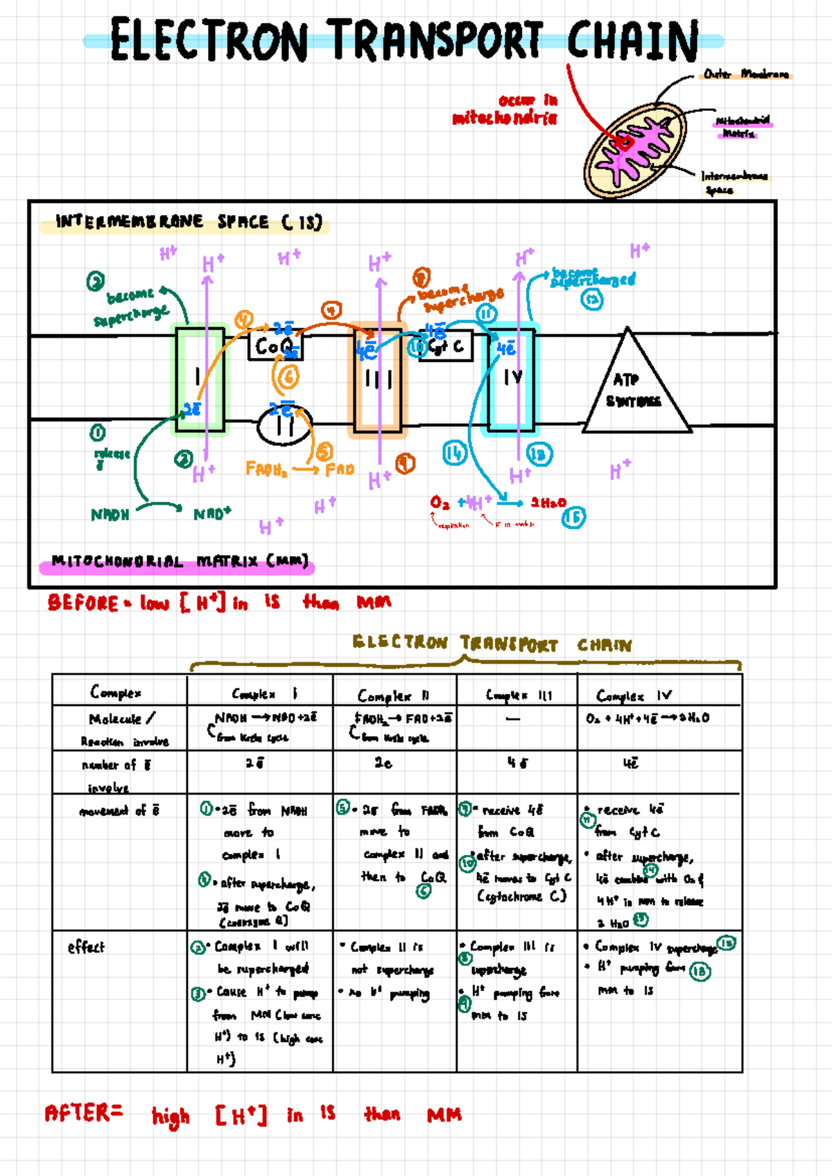 Notes on Electron Transport Chain - ELECTRON TRANSPORT CHAIN Outer ...