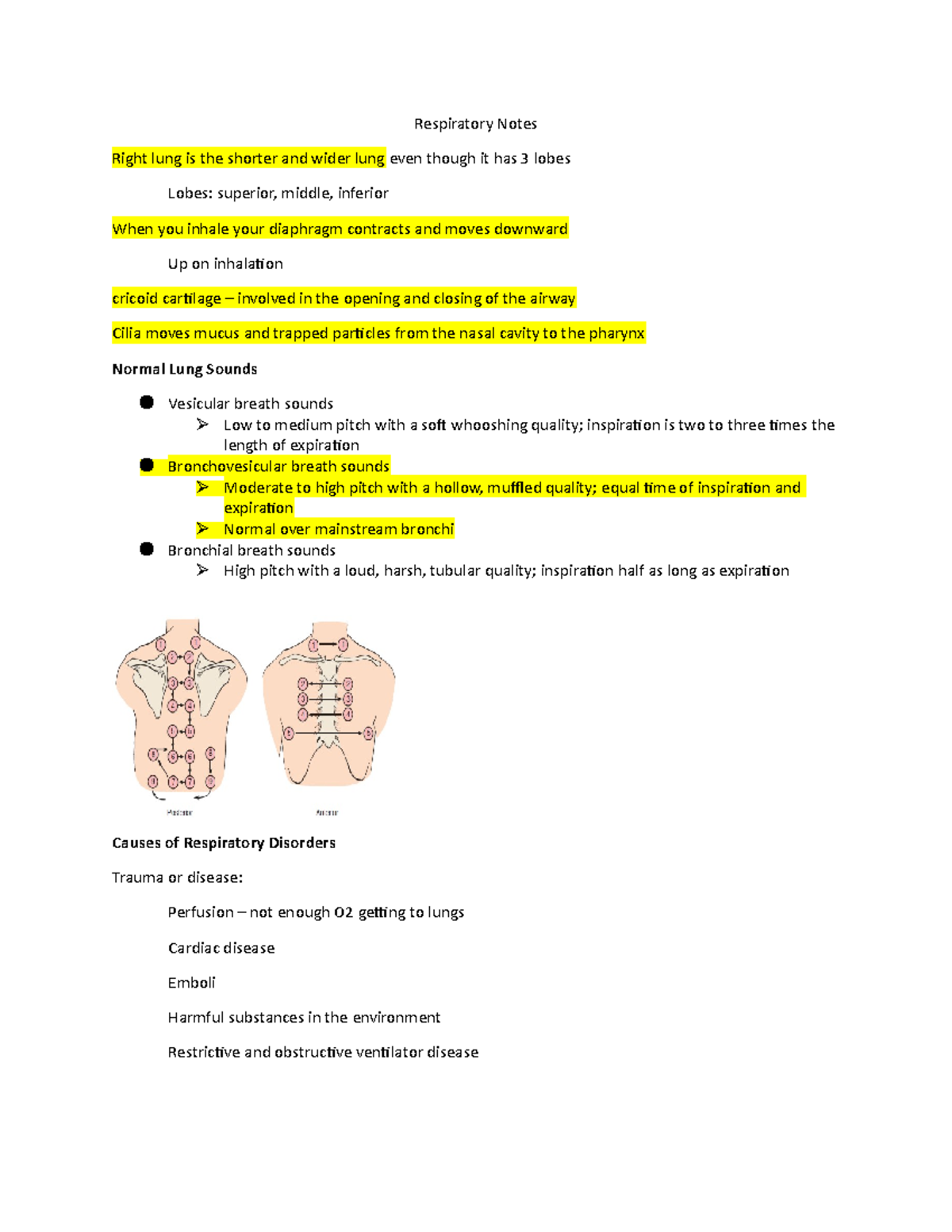 Respiratory Notes - Respiratory Notes Right lung is the shorter and ...
