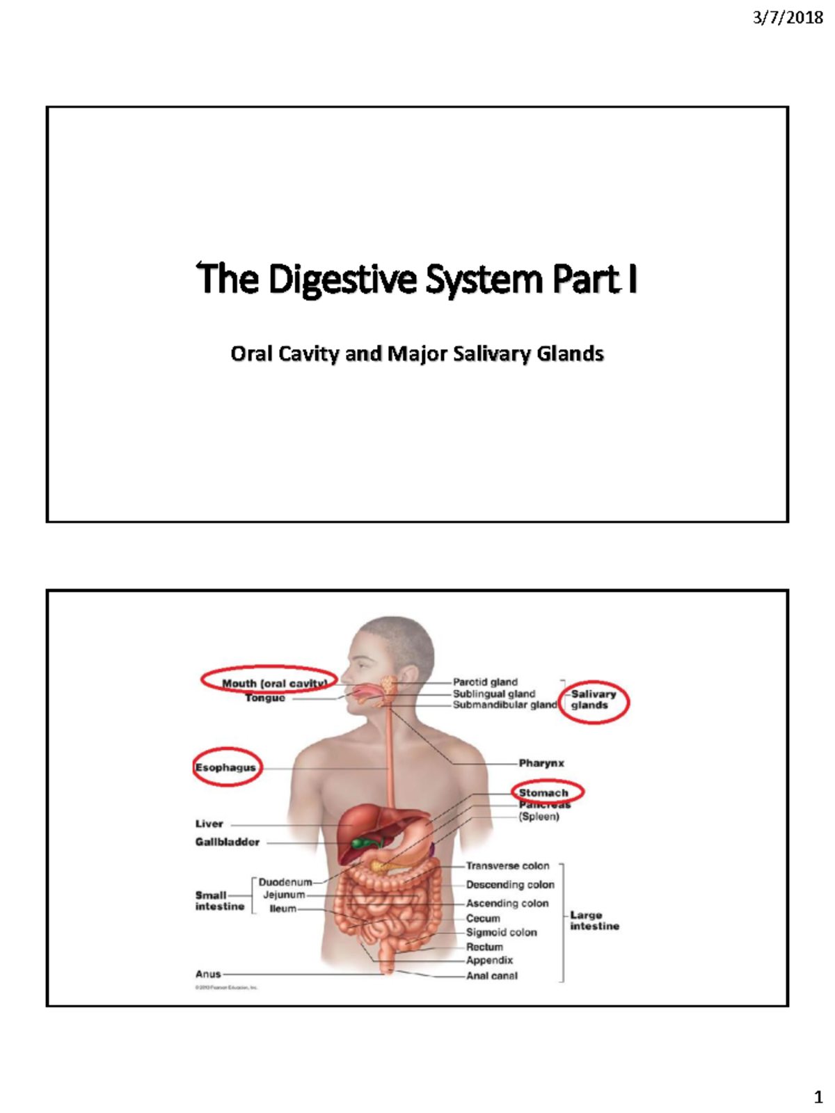 8. Digestive System I - Lecture note - The Digestive System Part I Oral ...