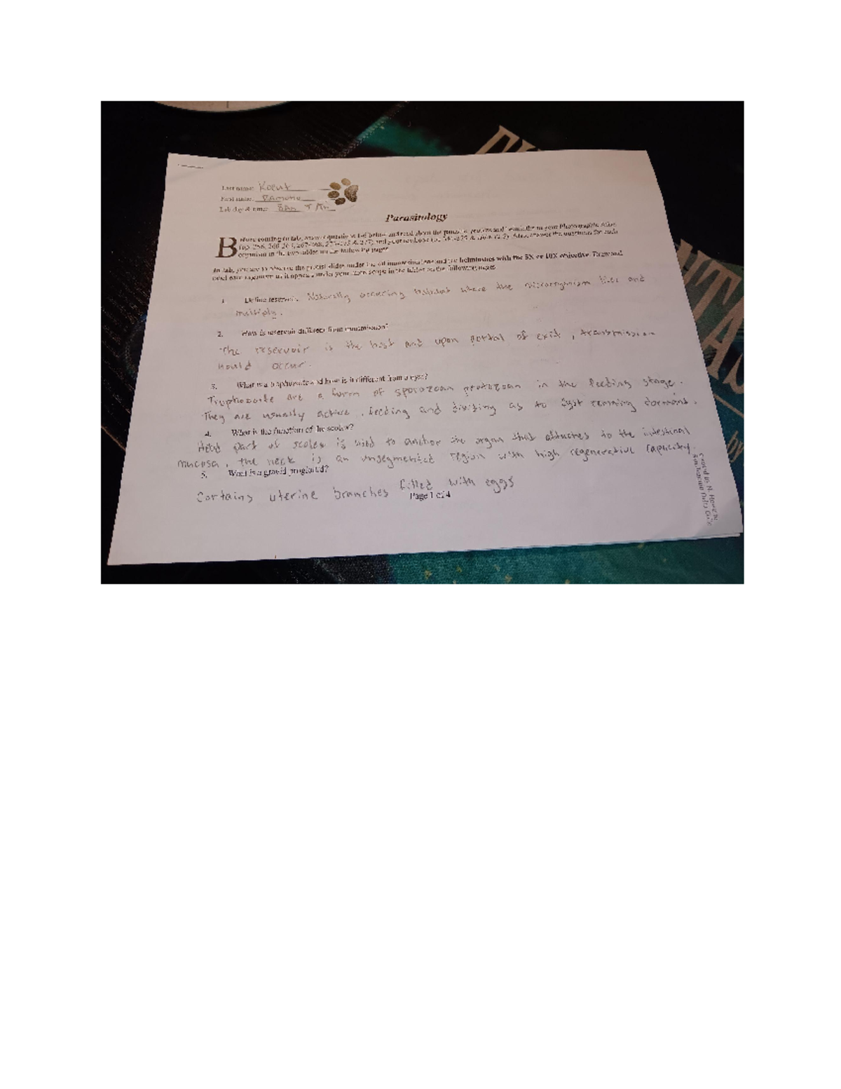 Parasitology Lab - Parasite Lab drawings - BIOL 22 - Studocu