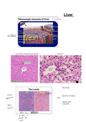 Histology Cheat Sheet - Histology Cheat Sheet Generic Title Macrophage ...