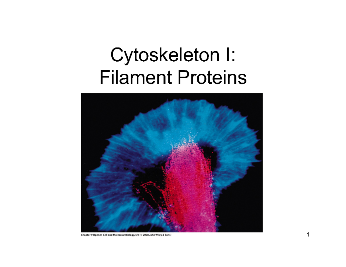 Lecture 4 Cytoskeleton Filaments 2022 - Cytoskeleton I: Filament ...