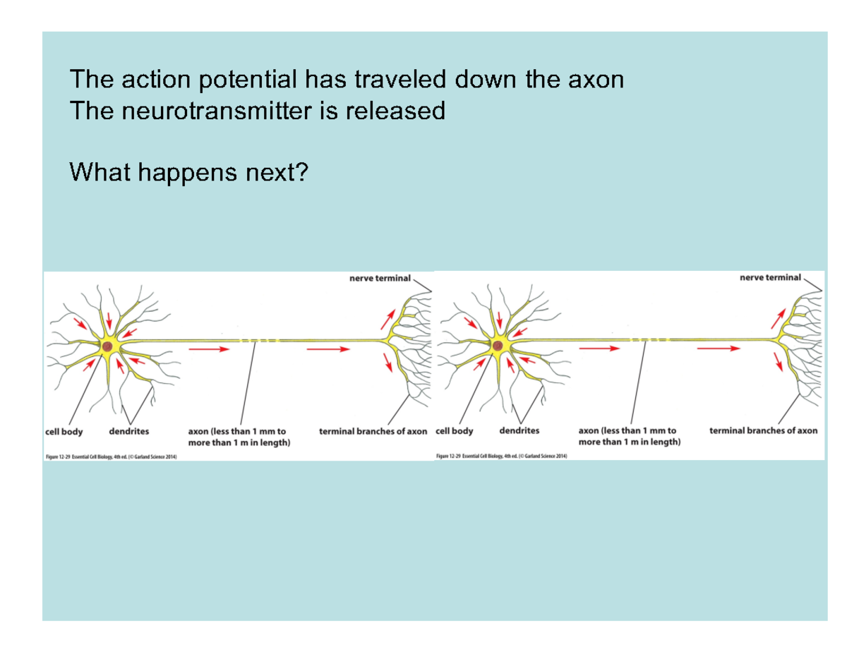 Lecture 6Direct Transmission - The action potential has traveled down ...