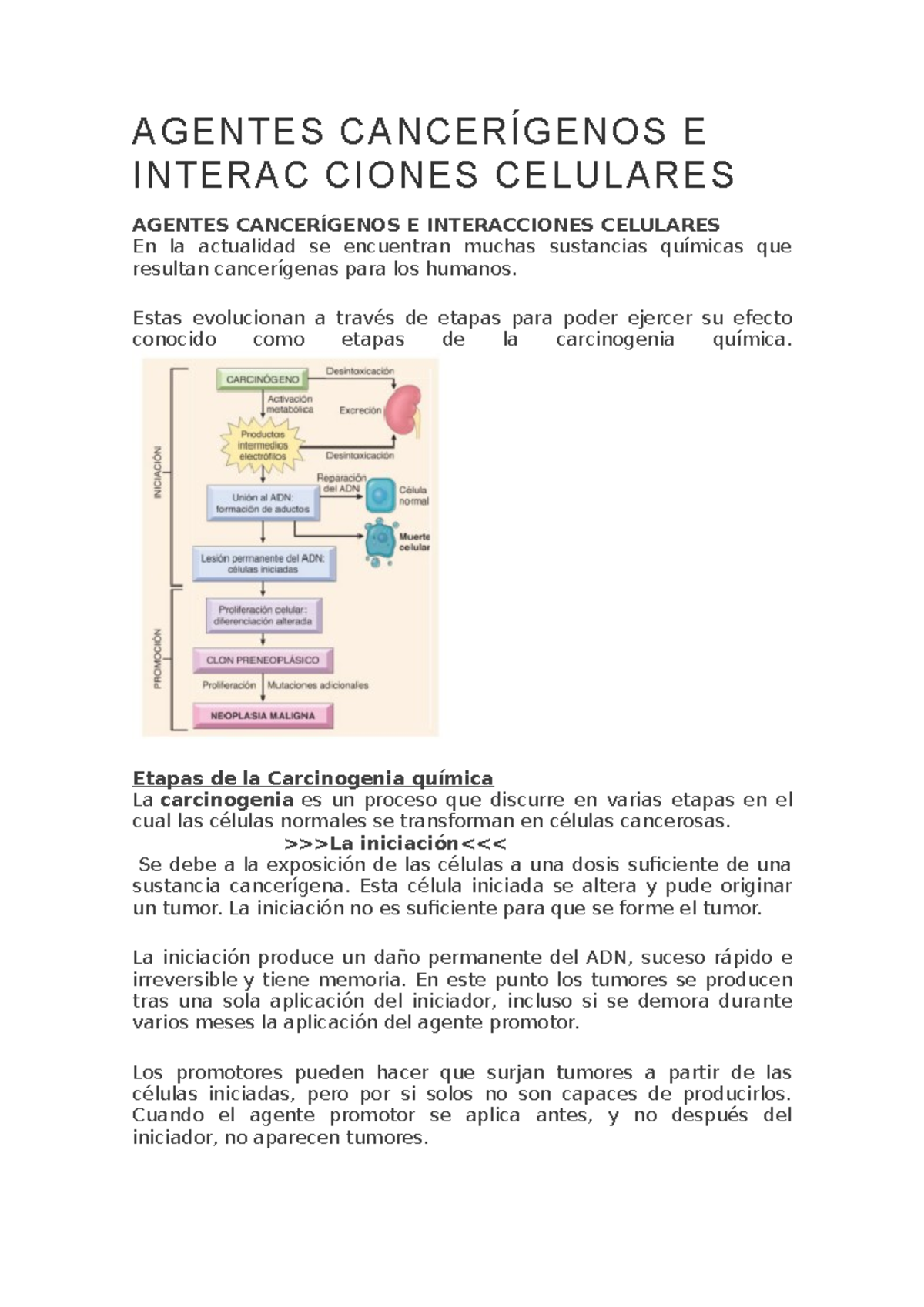 Agentes Cancerígenos e Interacciones - AGENTES CANCERÍGENOS E INTERAC ...