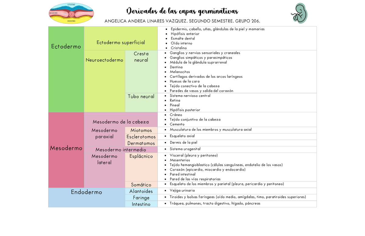Derivados de las capas germinativas - Derivados de las capas ...