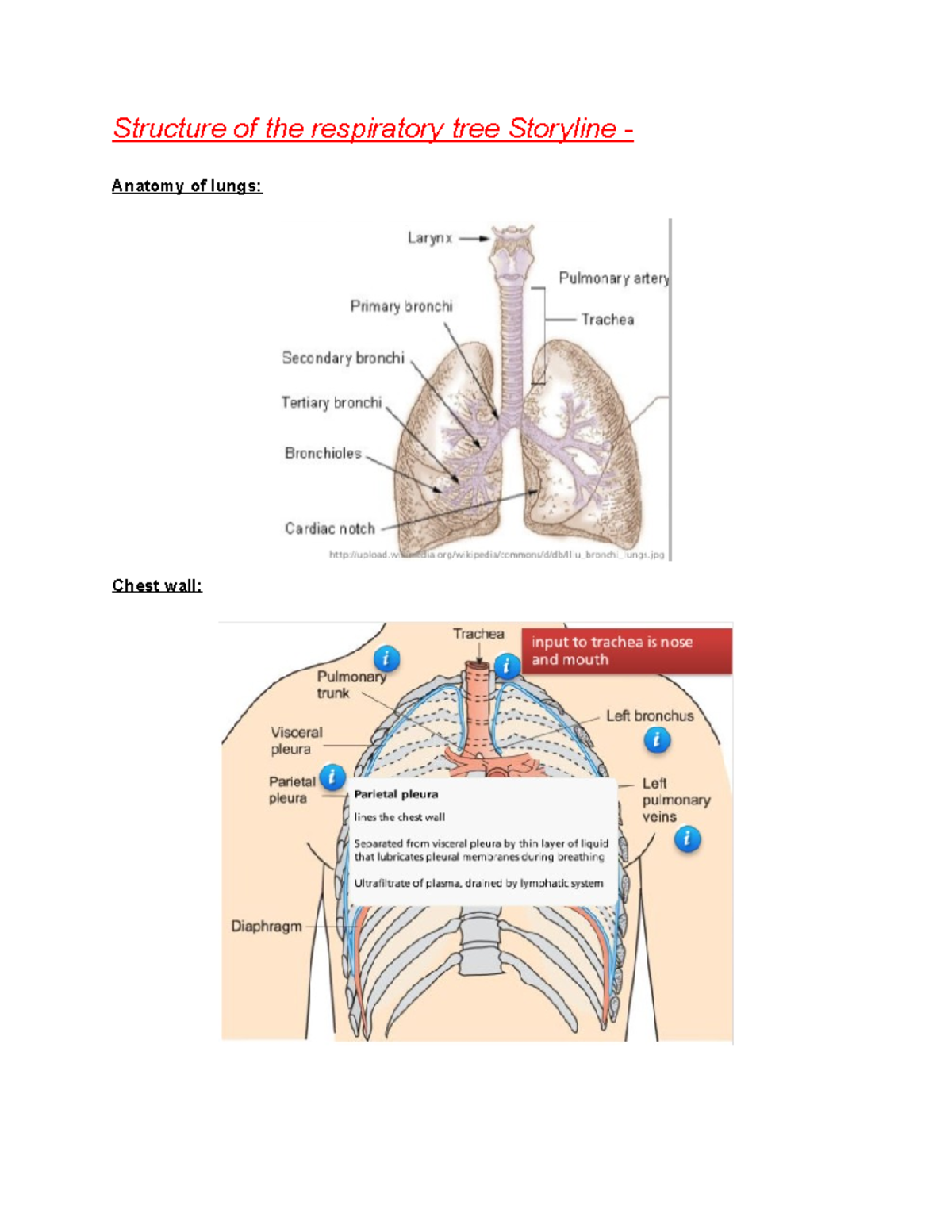 Respiratory function Notes - Structure of the respiratory tree ...