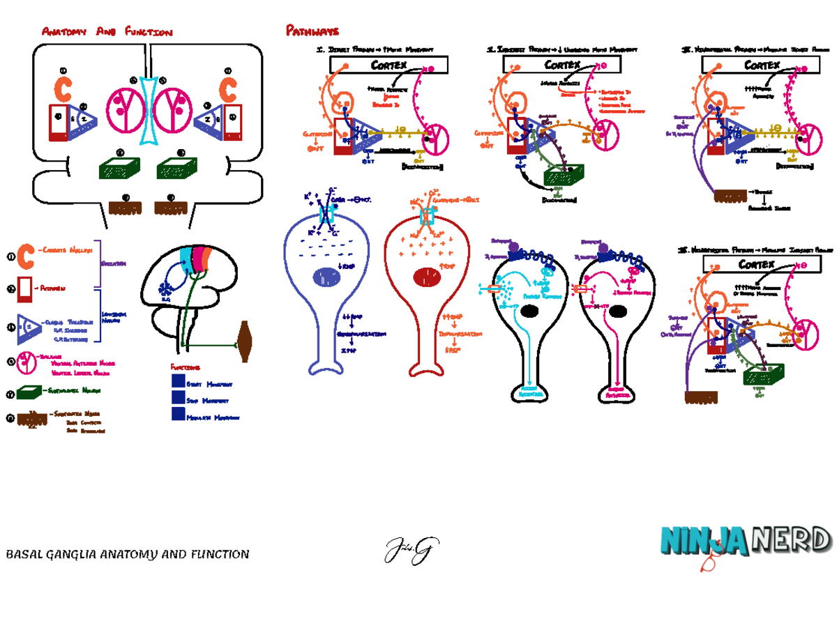 Brain Basal Ganglia Anatomy and Function atf - ANATOMY AND FUNCTION ...
