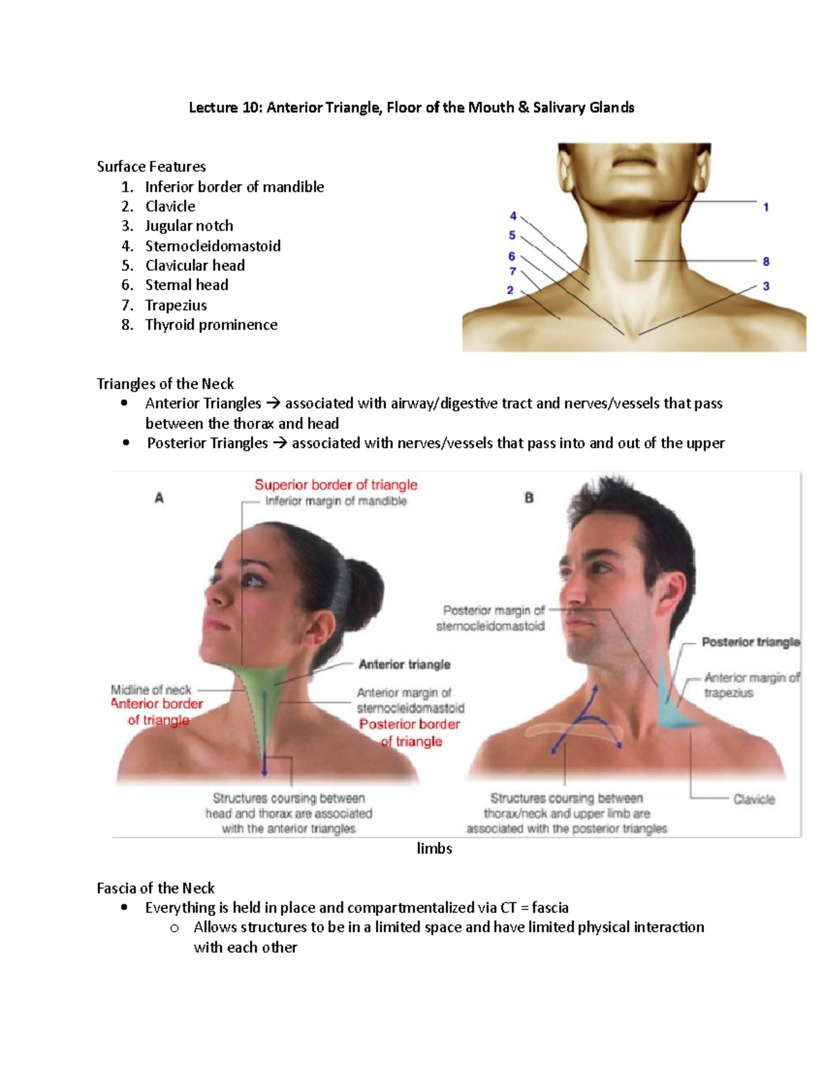 AN1006 - Lecture 10 - Anterior Triangle and Floor of Mouth - Lecture 10 ...