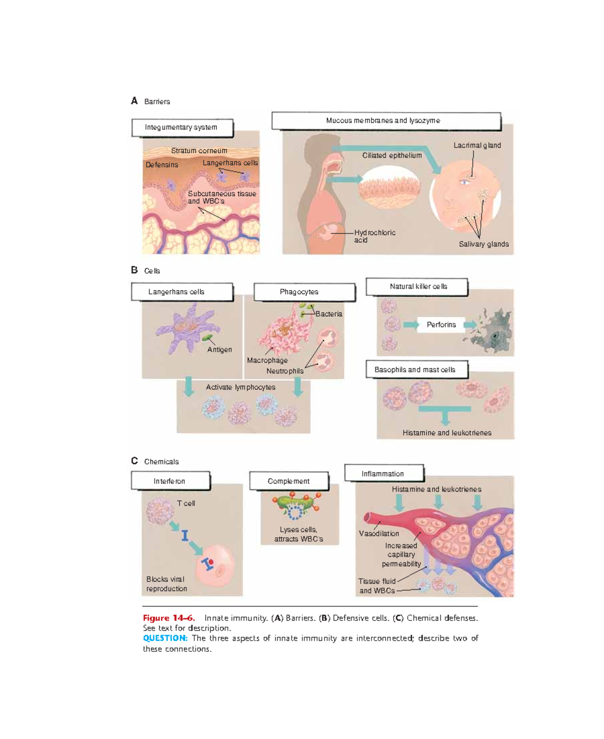 Biology - Health BODY 38 - Integumentary system Mucous membranes and ...