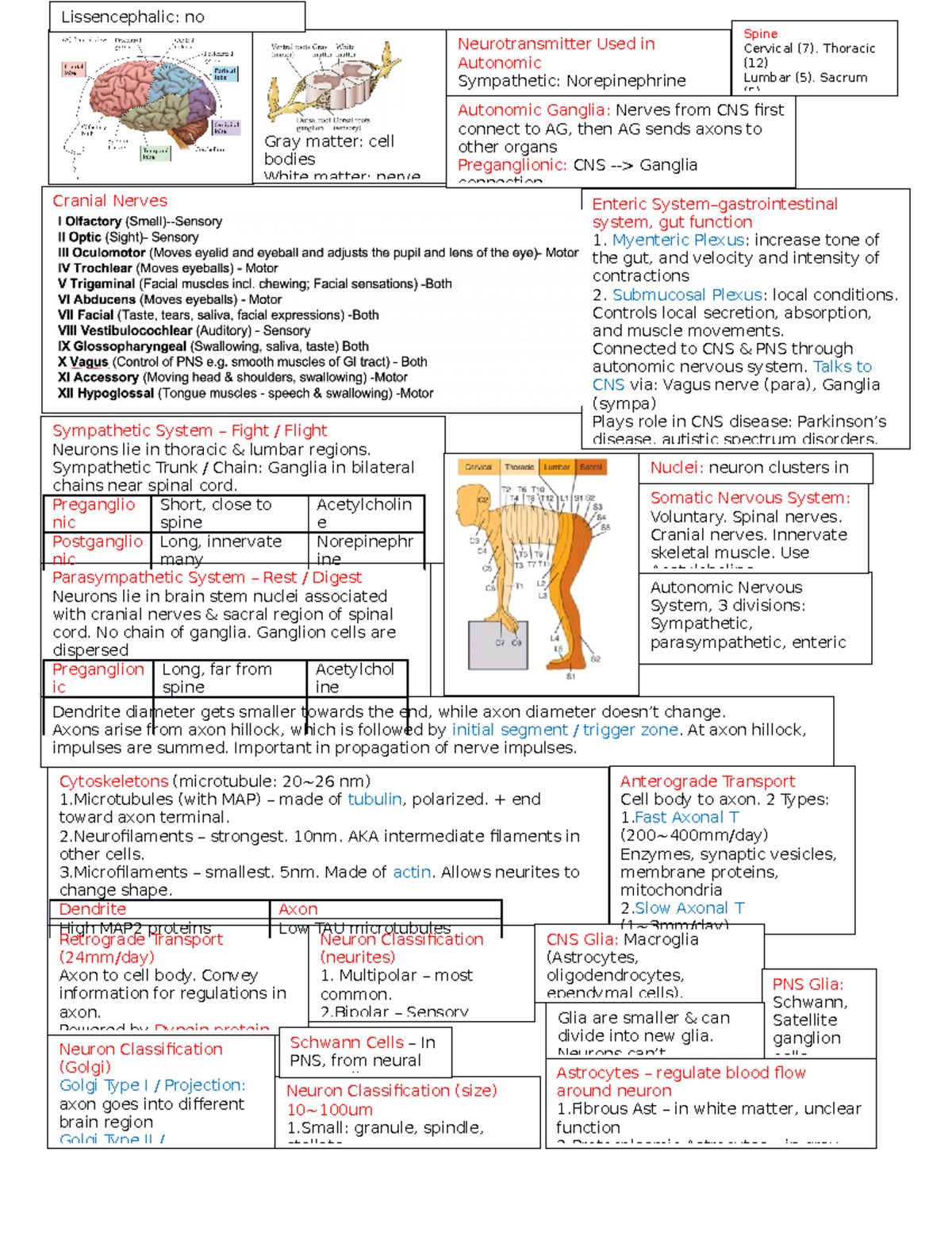 FBBC Exam 1 Sheet - Module 1 summary - . Spine Cervical (7). Thoracic ...