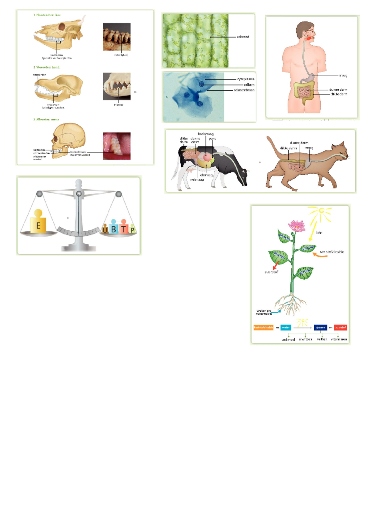 Bio 13.1 plaatjes - Biologie - Studeersnel