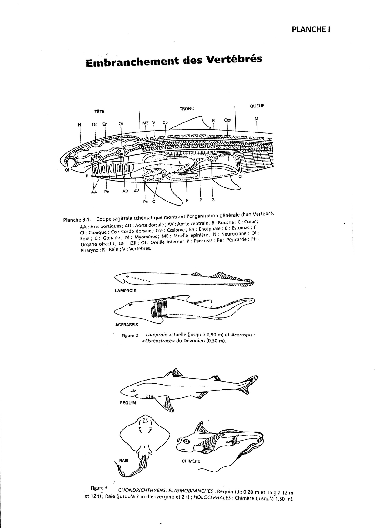 Planches Anato comp STU II-2024 - PLANCHE I Embranchement des Vertébrés ...