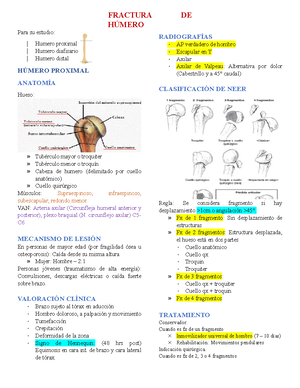 Fractura Clavicula - Anatomía de clavícula, mecanismos de lesión ...
