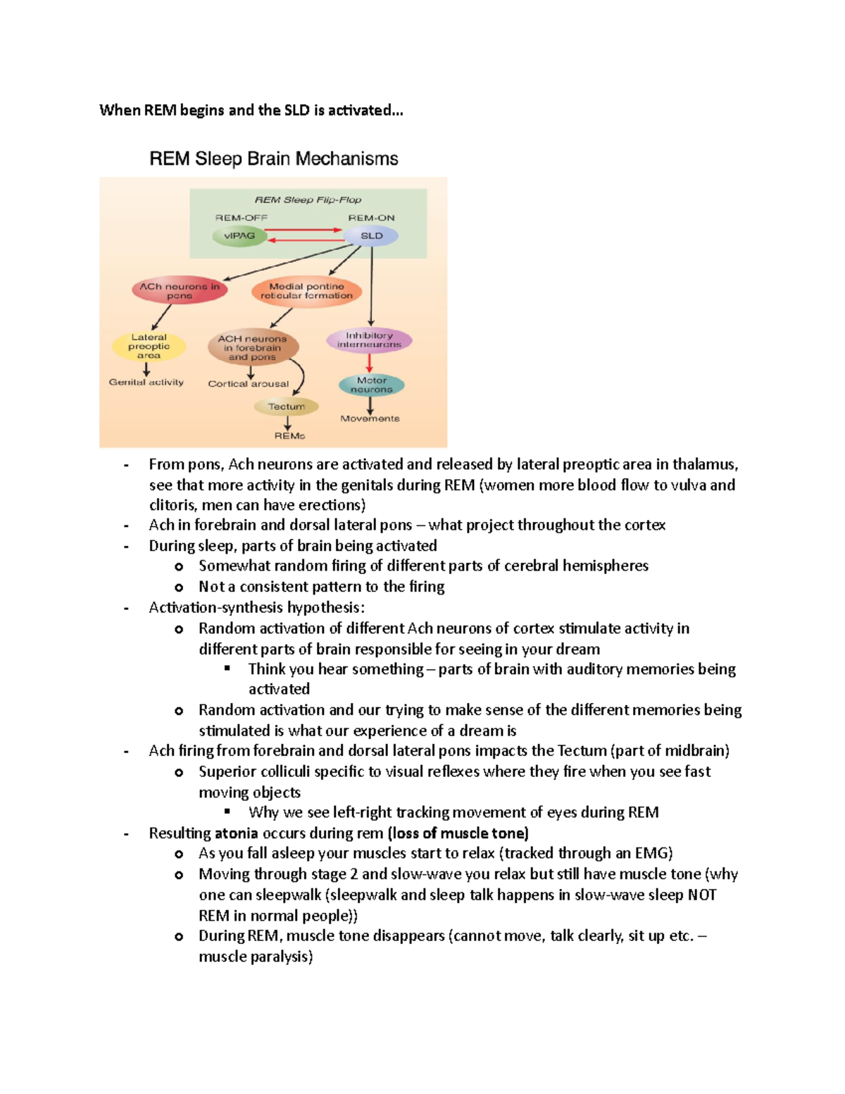Sleep - When REM begins and the SLD is activated... From pons, Ach ...