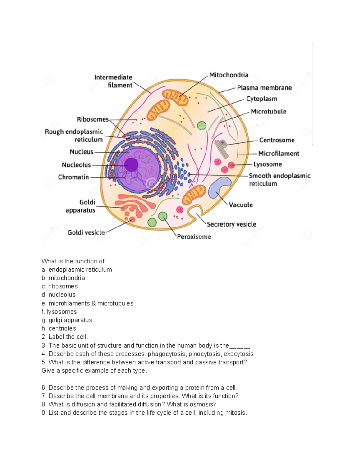 Cell & Tissue test review - What is the function of: a. endoplasmic ...