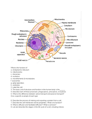 Blood System - Anatomy Lecture Notes - BLOOD: Blood is a sticky, opaque ...