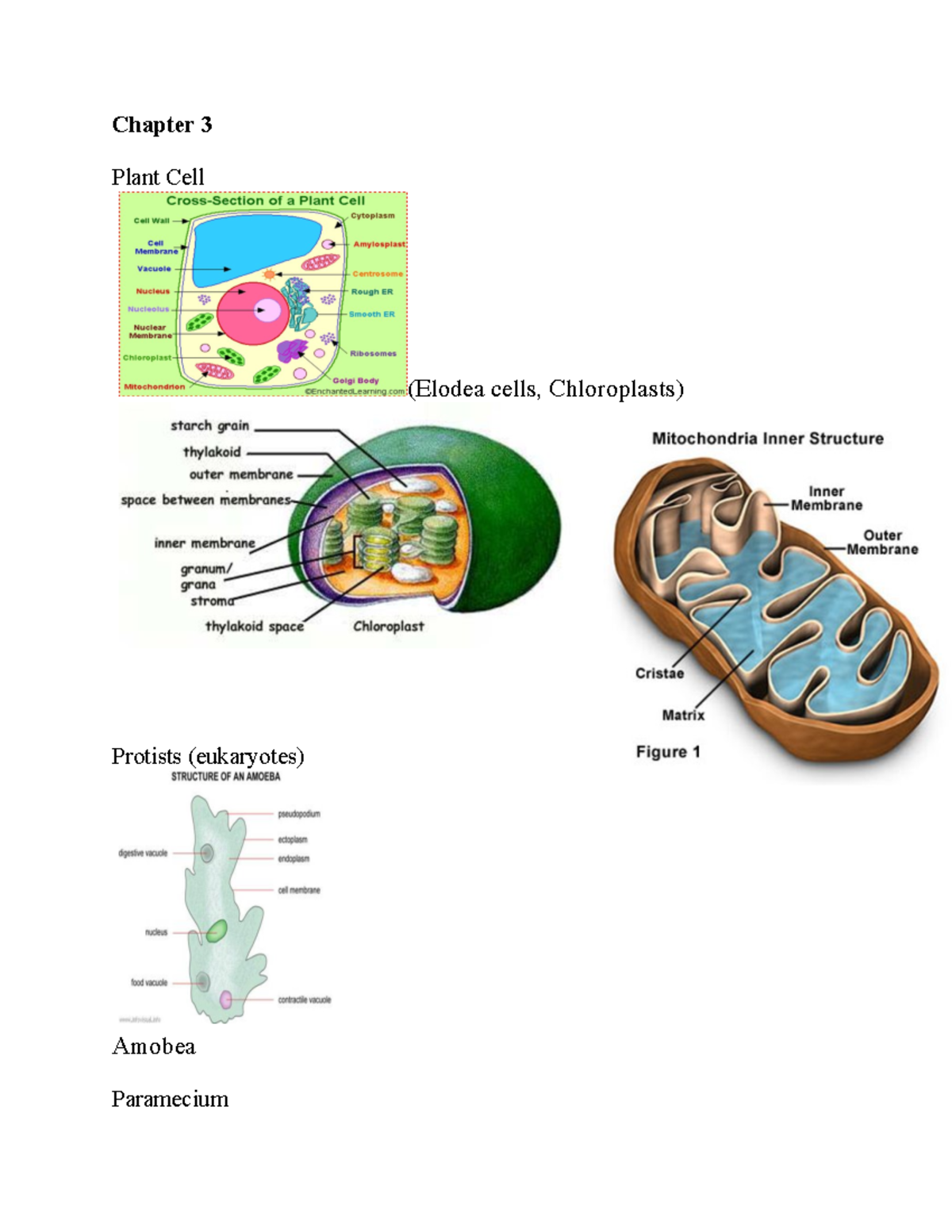 Biomidterm ch3 - Fundamentals of Biology II Midterm Notes - Chapter 3 ...