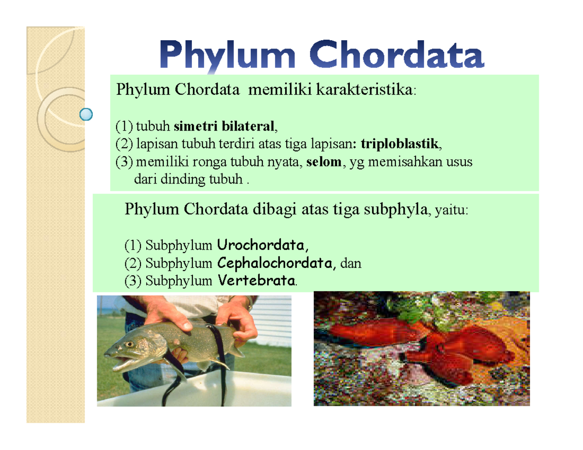 2020 Chordata- Pisces- Chondrichthyes - Phylum Chordata memiliki ...