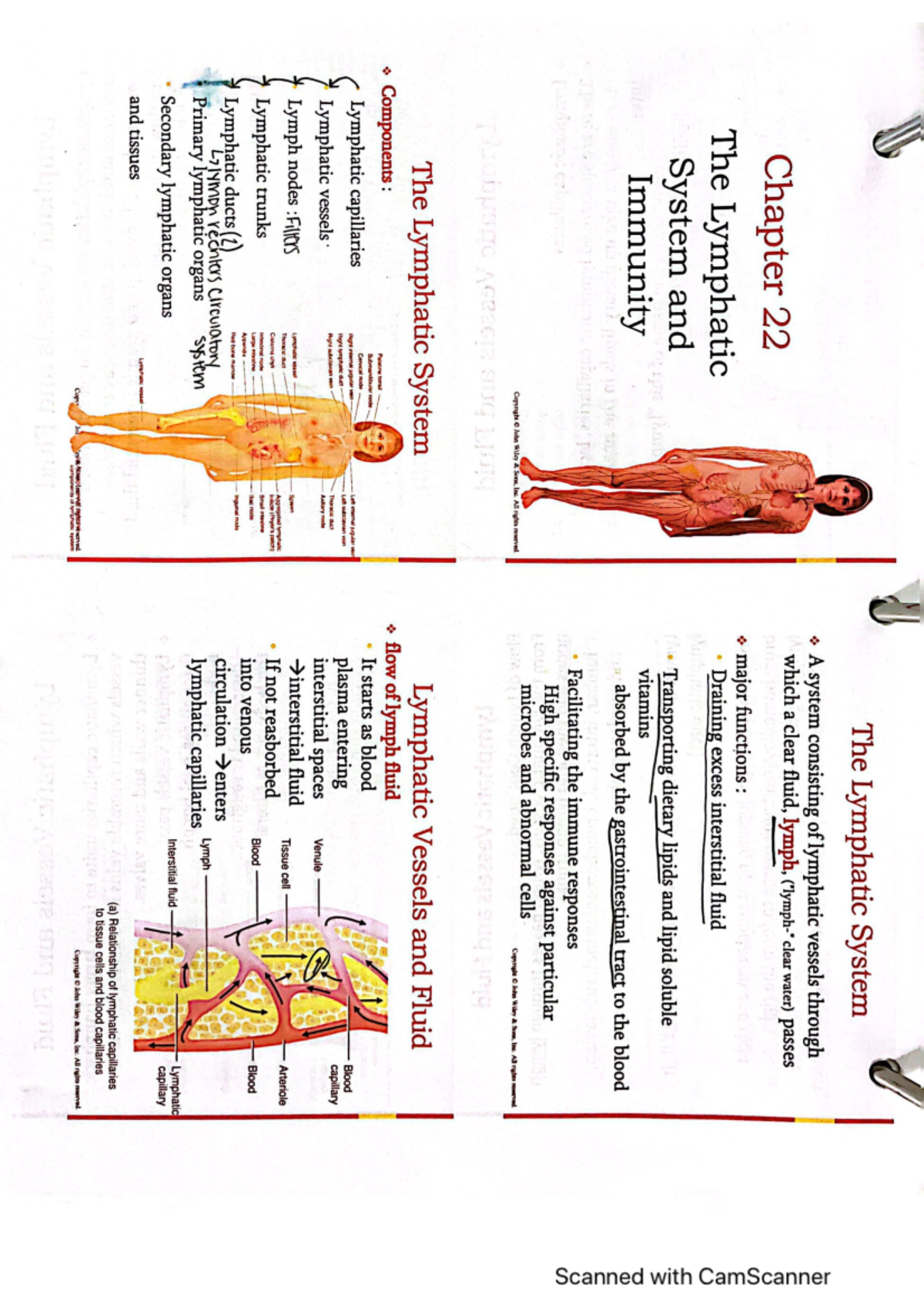 Anatomy Chapter 22 First Part - BIOL 142 - Studocu