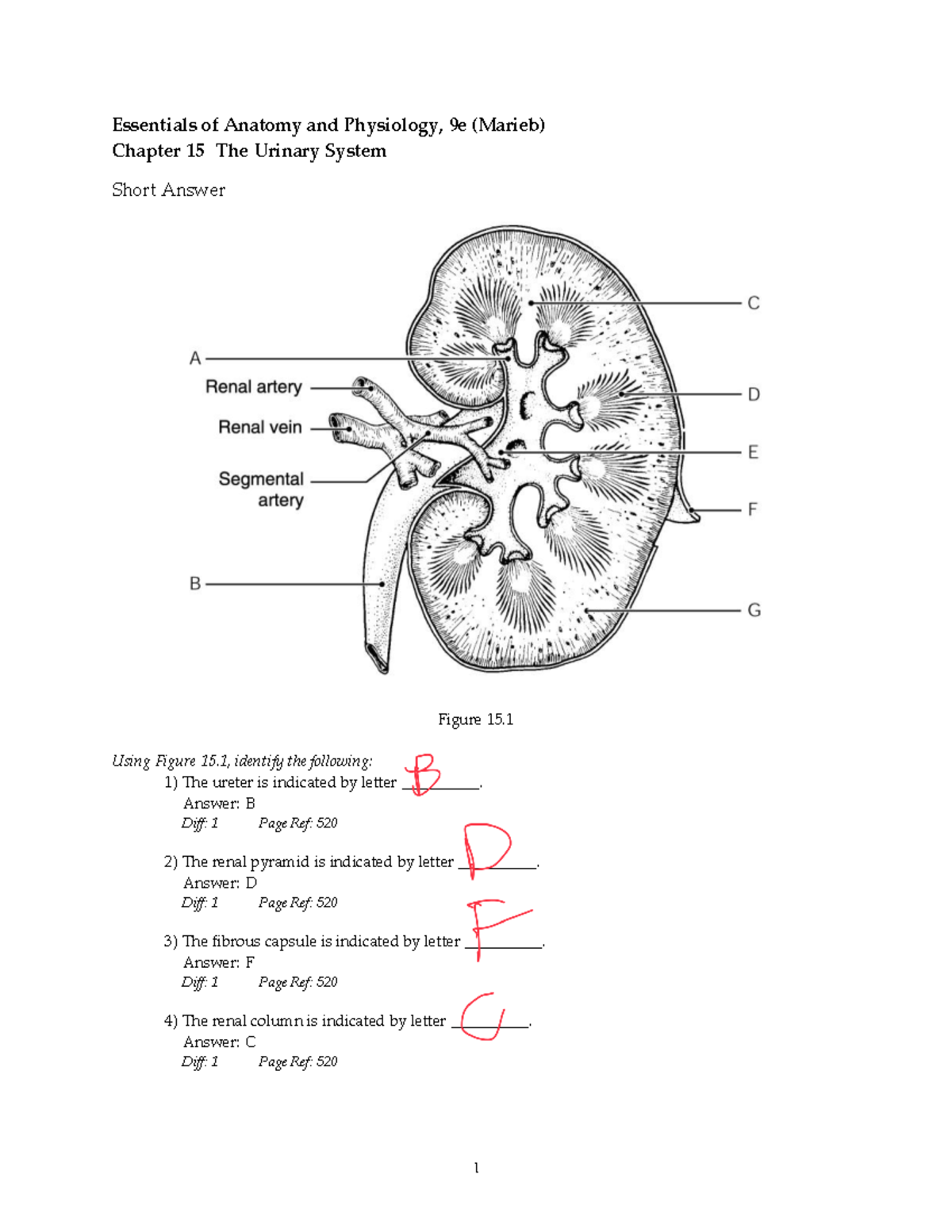 15 Test Bank-Urinary system - Essentials of Anatomy and Physiology, 9e ...