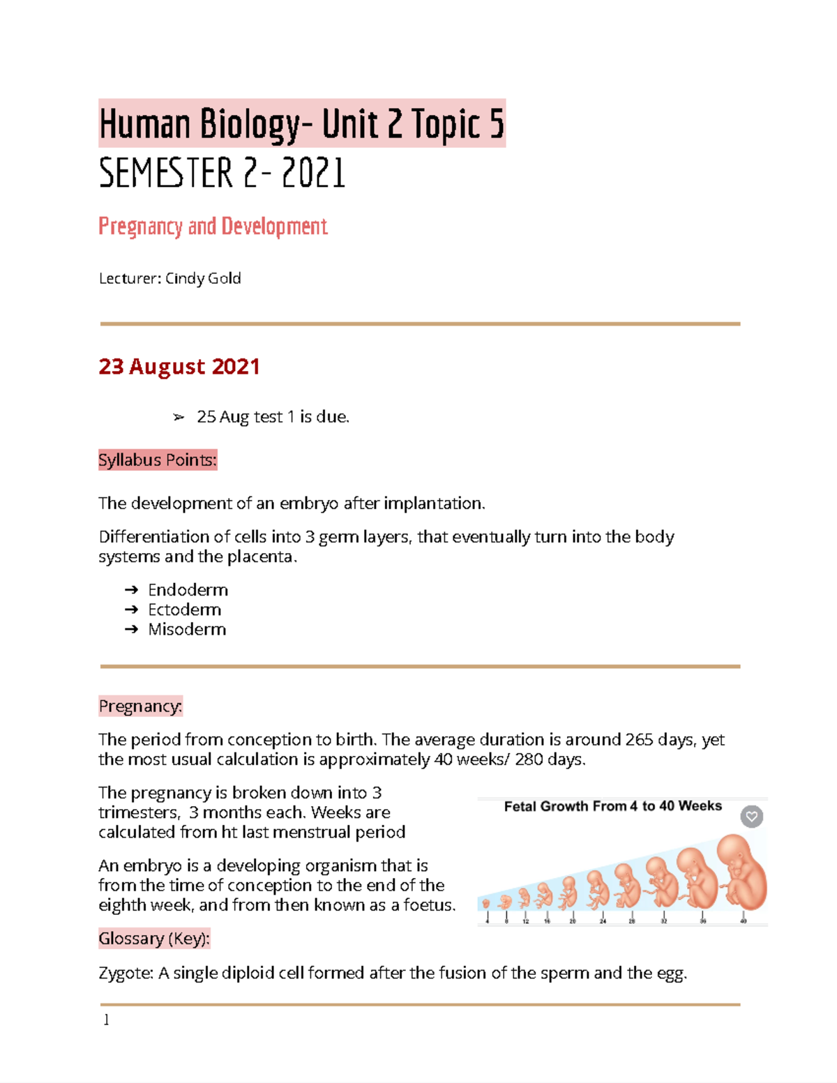 Human Biology topic 5 Lecture- Implantation and Fetus formation - Human ...