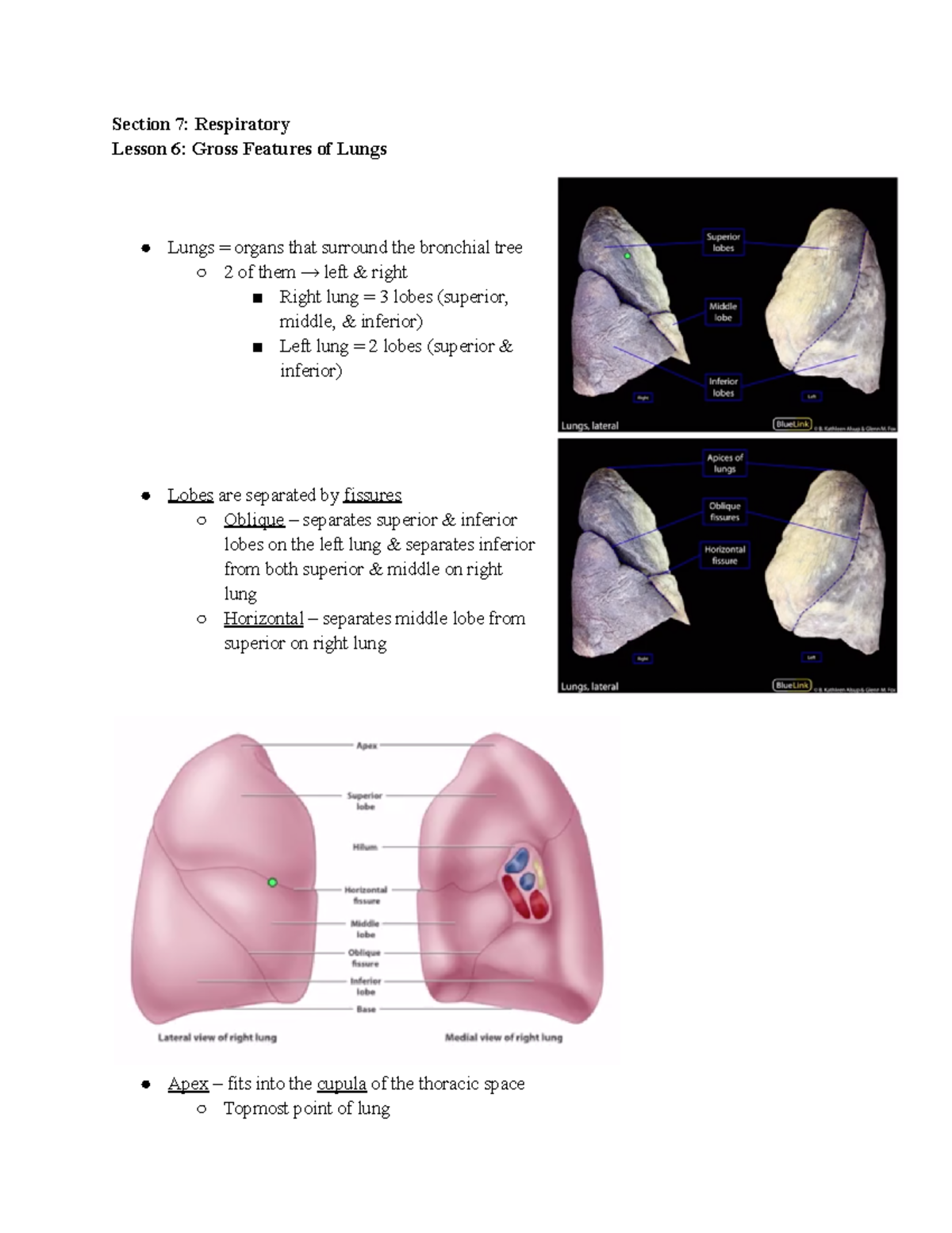 47- Gross Features of Lungs - Section 7: Respiratory Lesson 6: Gross ...