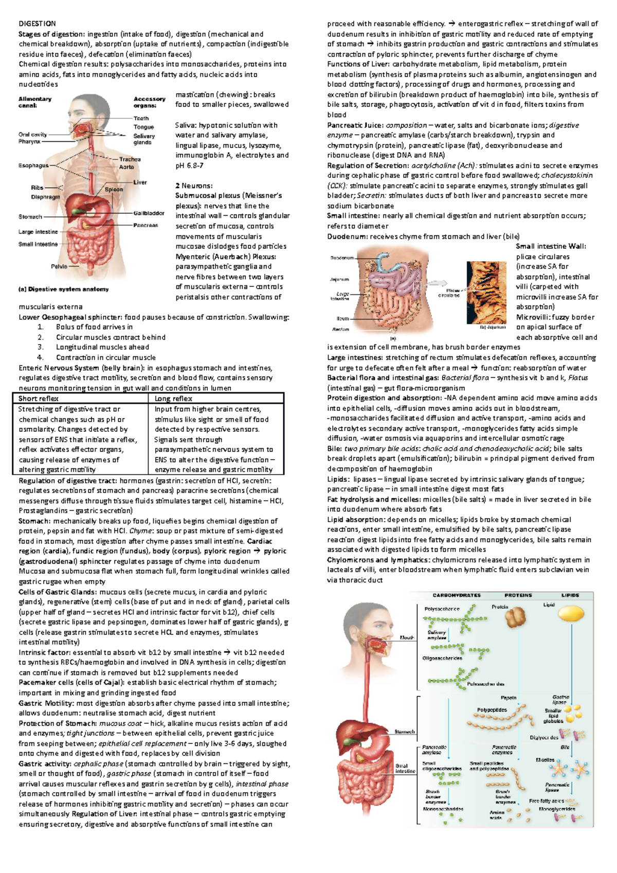 HAP cheat sheet - DIGESTION Stages of digestion: ingestion (intake of food), digestion ...