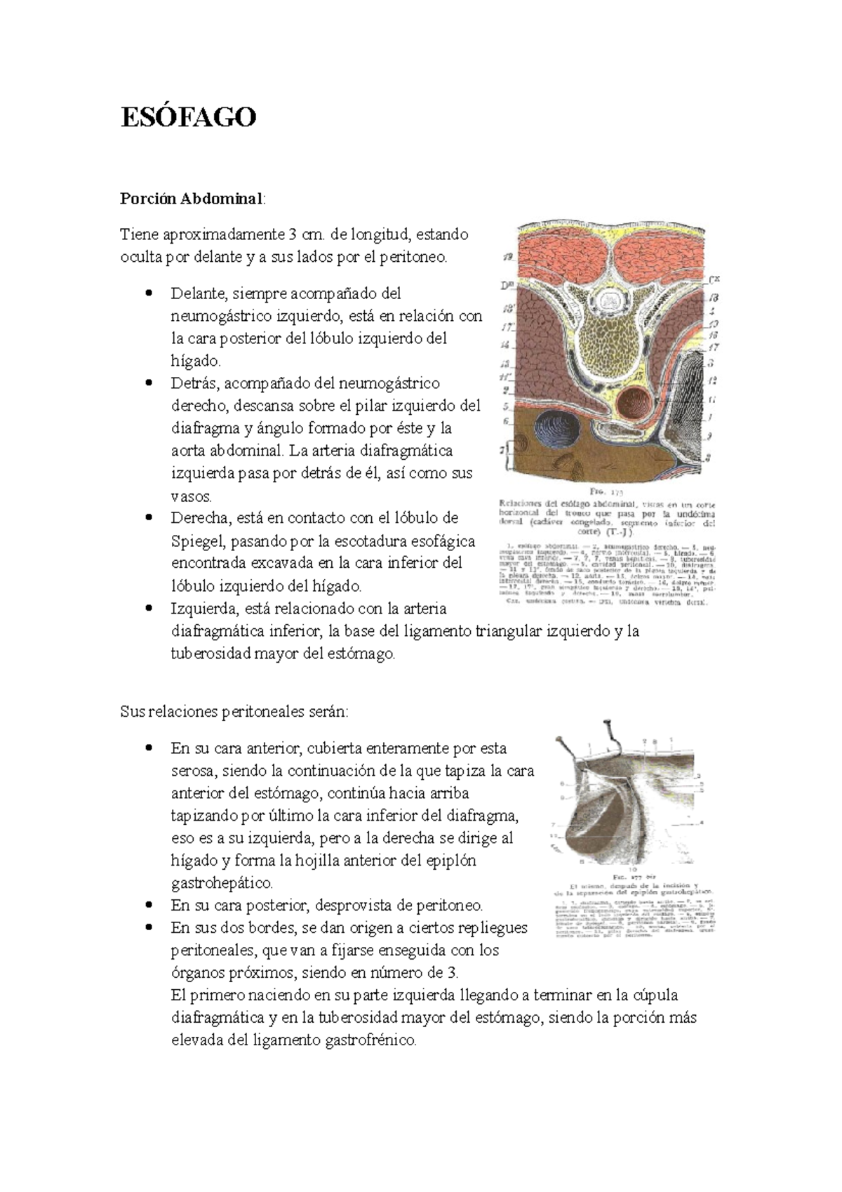Esofago - Testit Anatomy - ESÓFAGO Porción Abdominal: Tiene ...