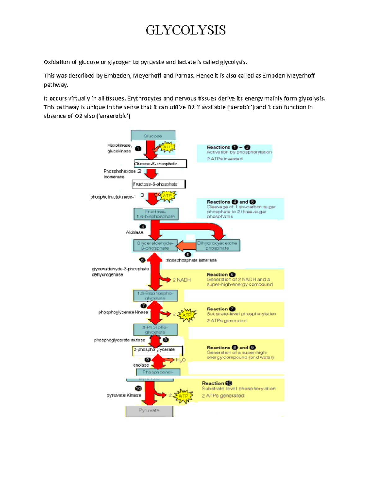 Glycolysis - Oxidation of glucose or glycogen to pyruvate and lactate ...