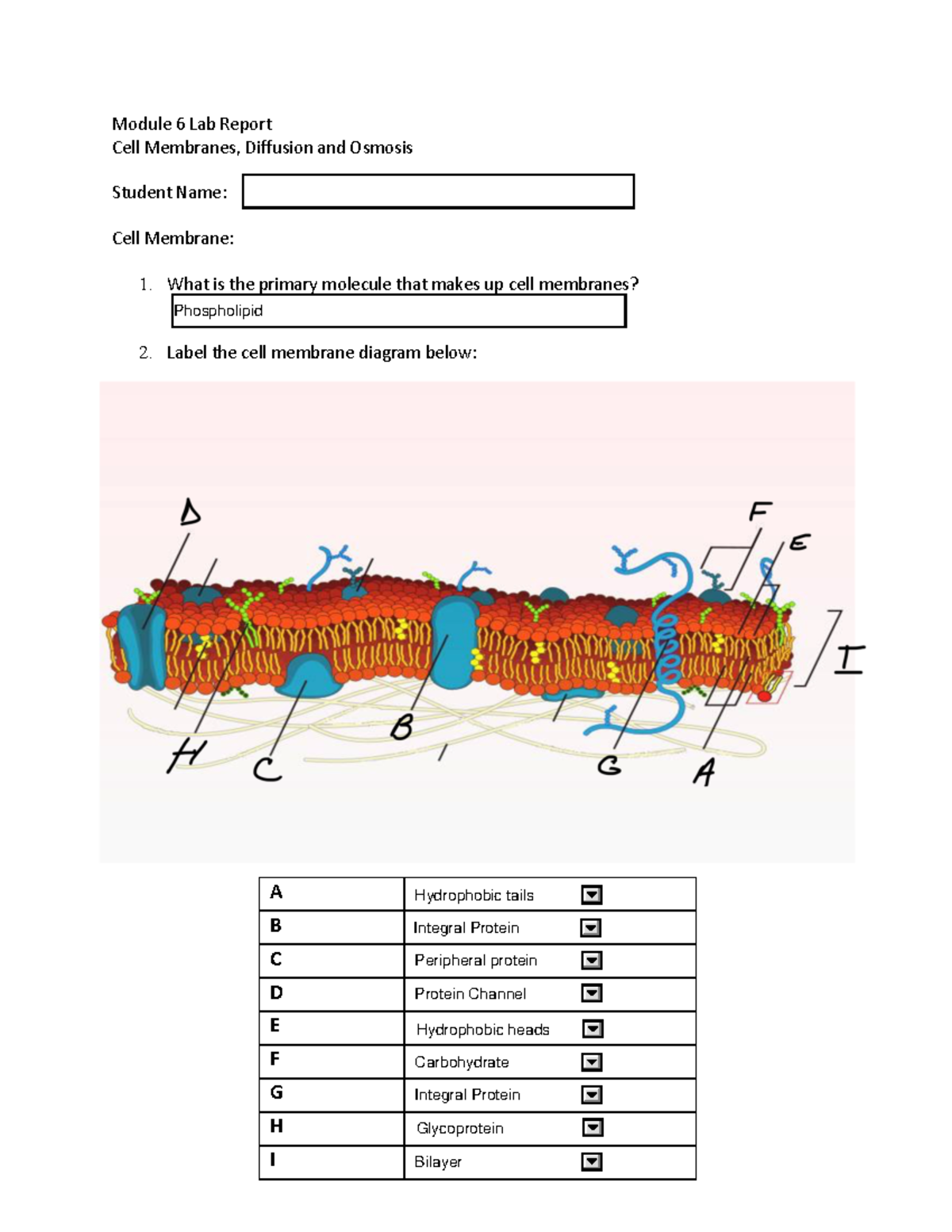 BSC2010 L Module 5 Lab Report - Module 6 Lab Report Cell Membranes, Diffusion and Osmosis ...