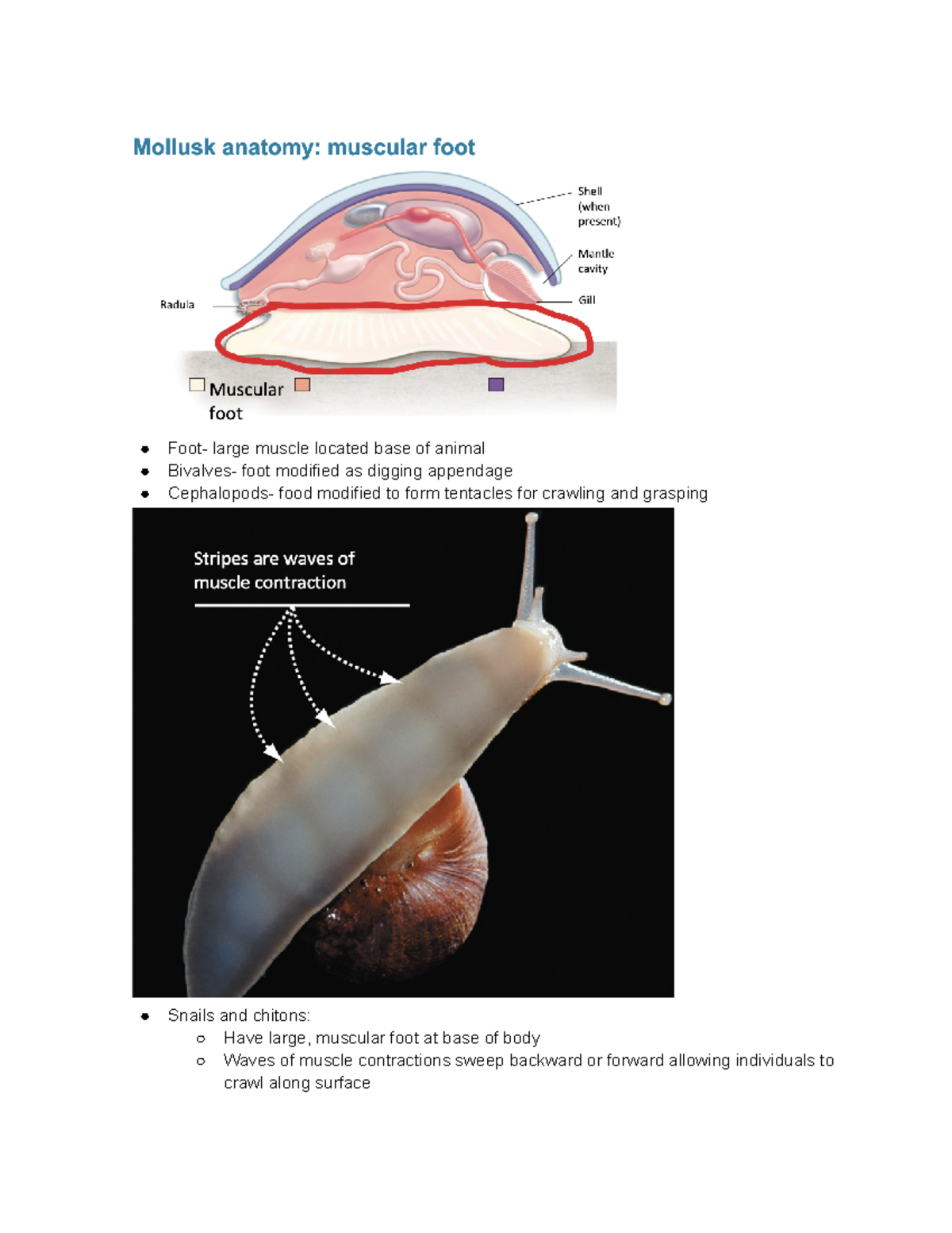 Bio 94 lecture 9 - Dr Emerson and Gaut- uci - Foot- large muscle ...