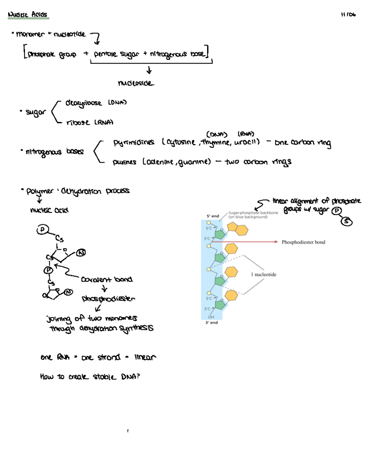DNA Replication summary - Warning: Error during font loading: XMLHttpRequest is not defined ...