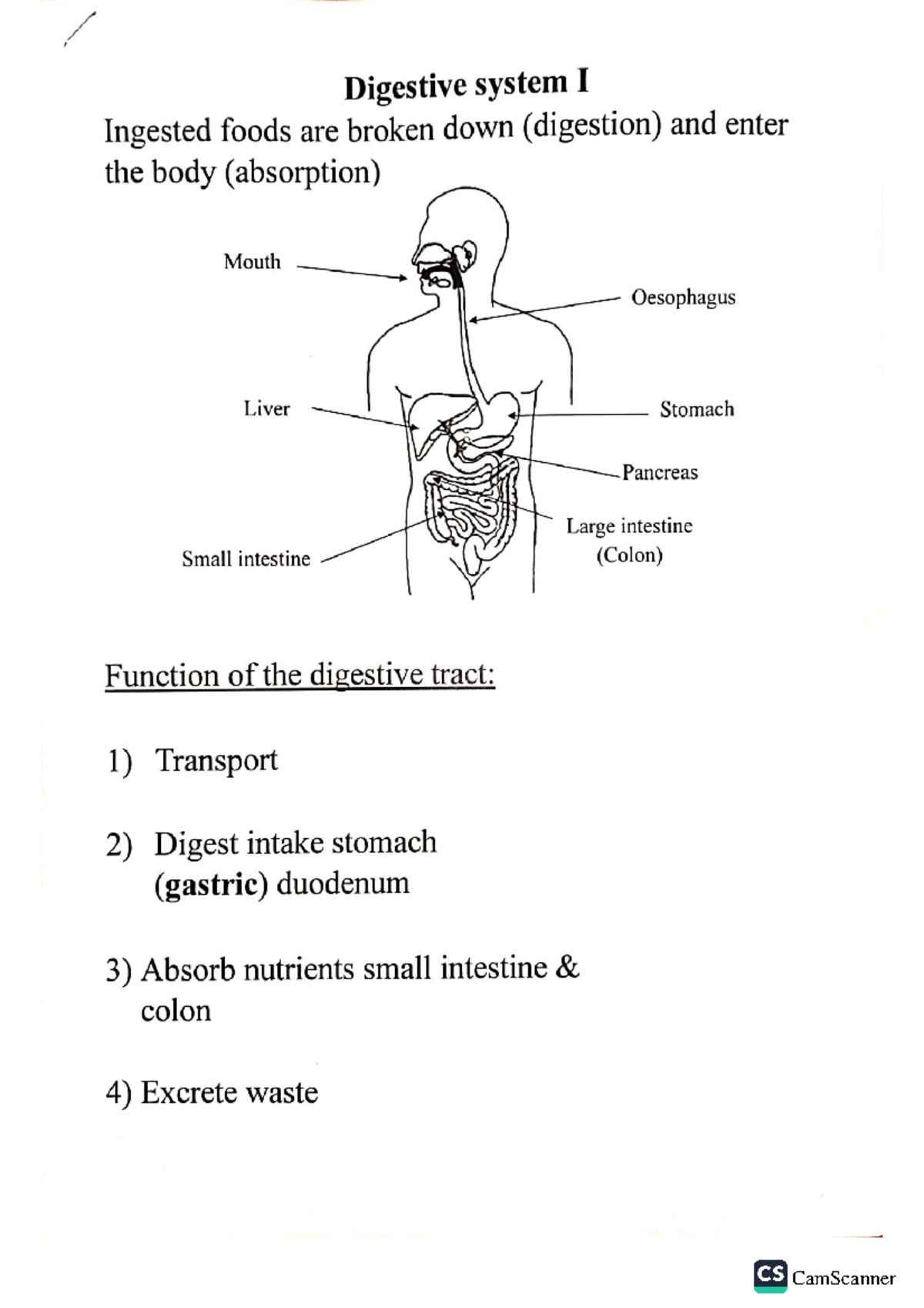 Digestive system 1 lecture notes - Introductory Physiology I - Studocu