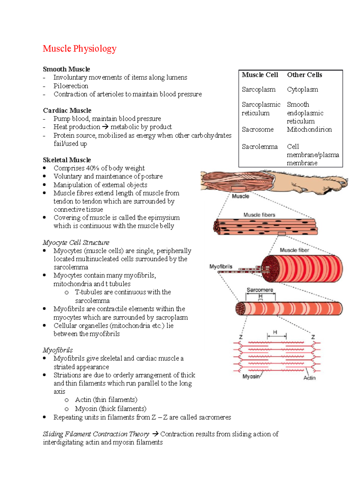Skeletal Muscle Physiology - Muscle Physiology Smooth Muscle ...