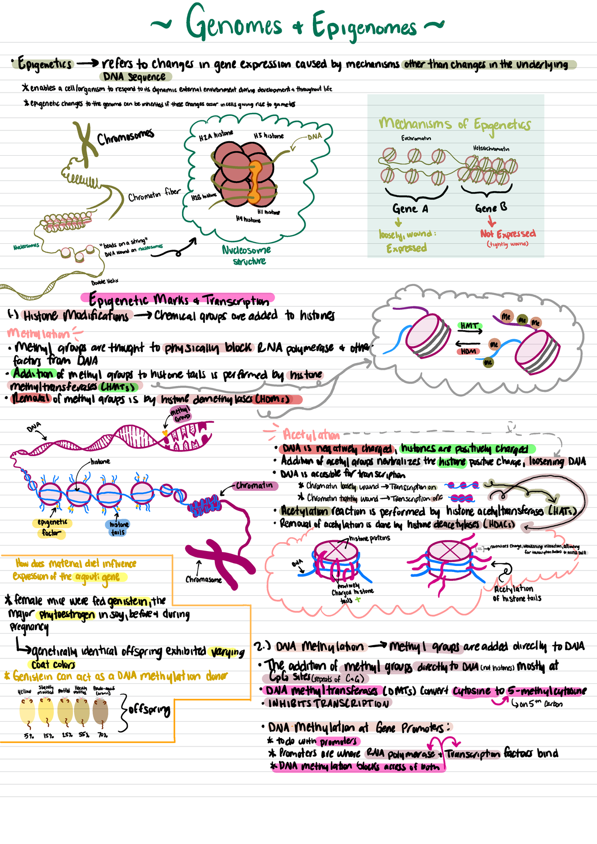 Unit 2 bio 1103 - Genomes and Epigenomes Cell Differentiation and Gene ...