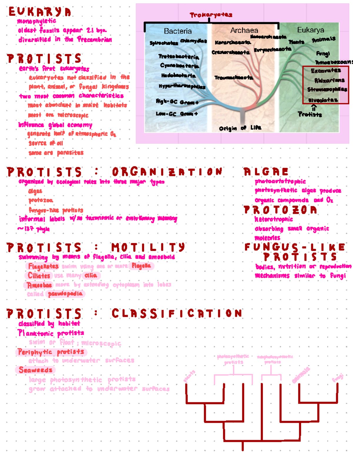 Study Sheet 23B - Lecture Notes for Chapter 23B - Bacteria Archaea ...
