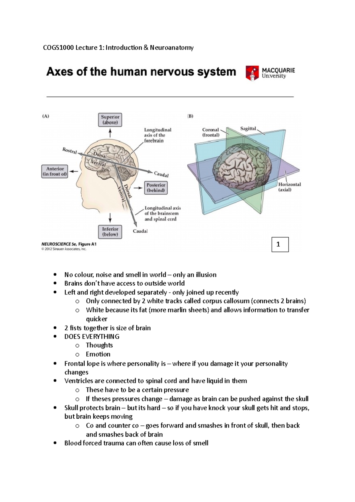 COGS100 0 Lecture 1 - Big surface area in small space – folds create ...