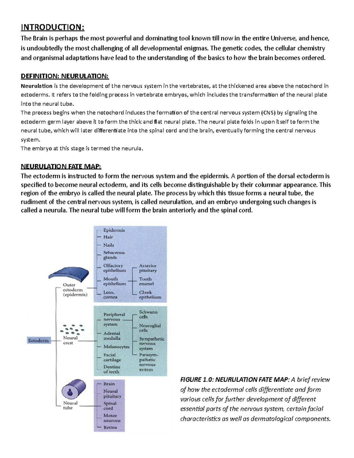 1632834224047 assignment - INTRODUCTION: The Brain is perhaps the most ...