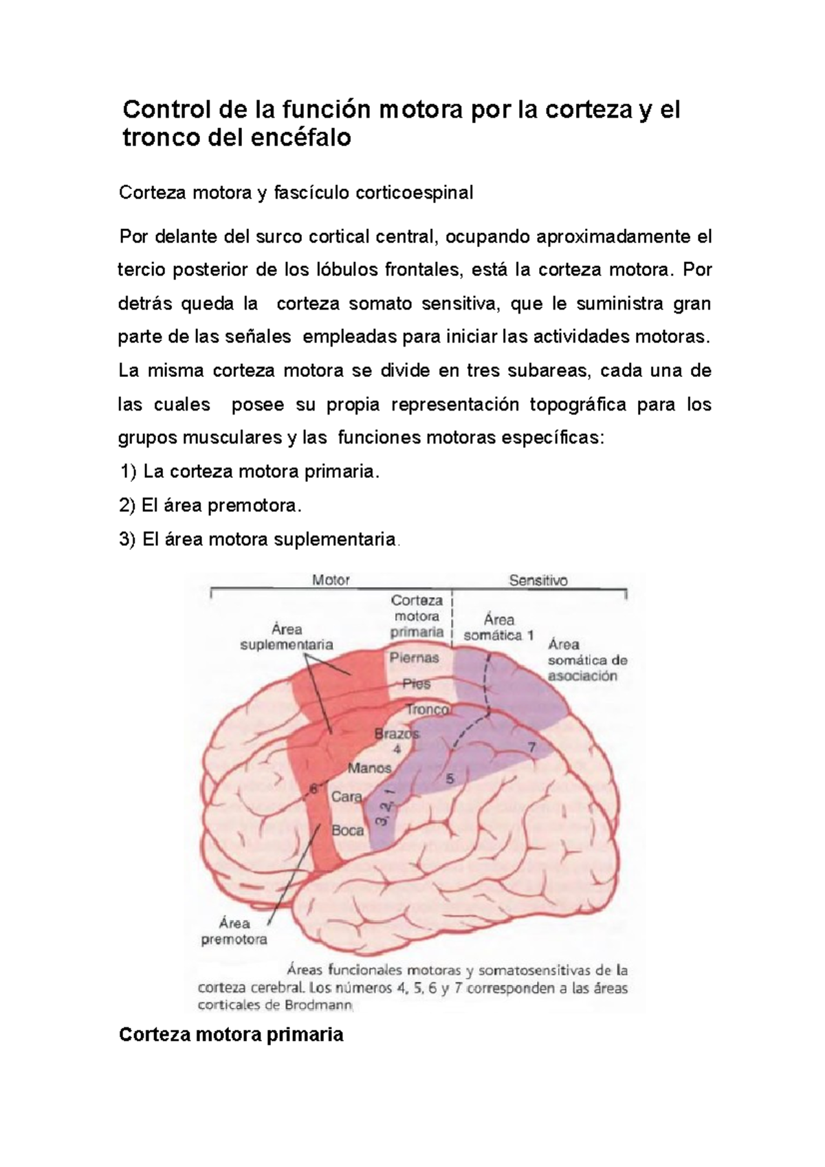 Función Motora - material de estudio de fisiologia medica - Control de ...