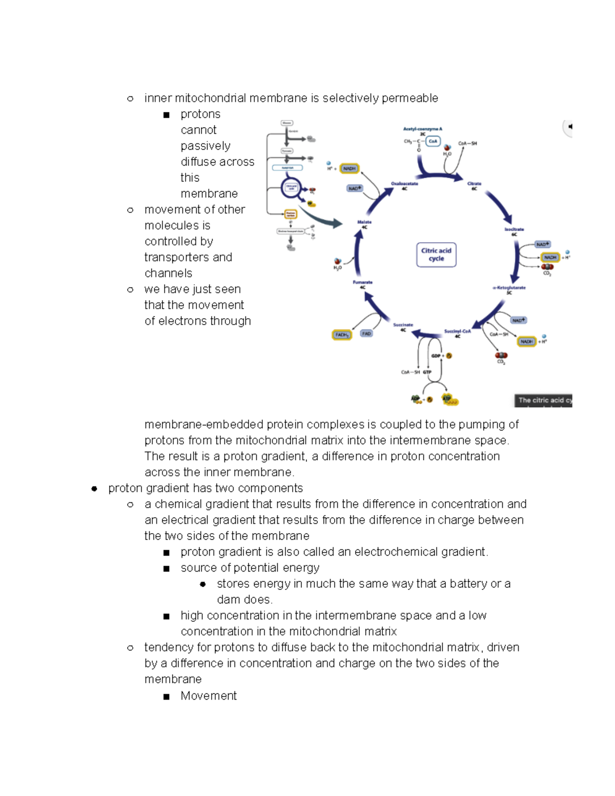 Proton gradient - inner mitochondrial membrane is selectively permeable ...