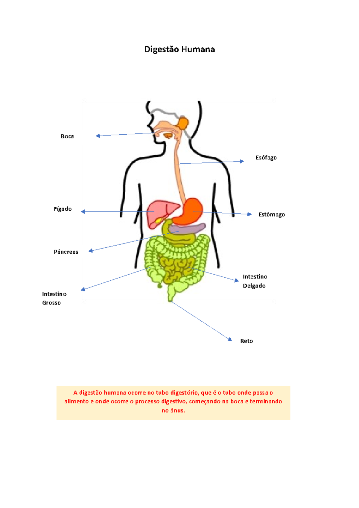 Digestão Humana - Digestão Humana Reto Intestino Grosso Pâncreas ...
