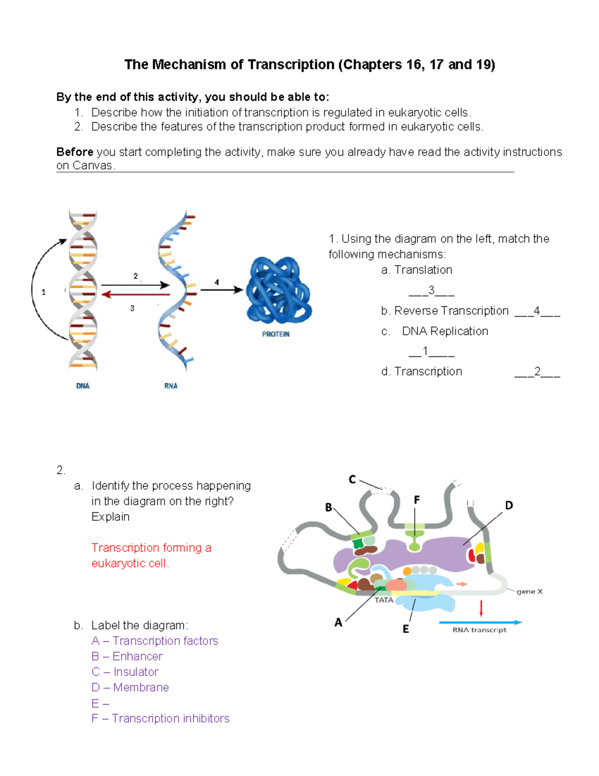 Activity 2A Cody Swensen - The Mechanism of Transcription (Chapters 16 ...