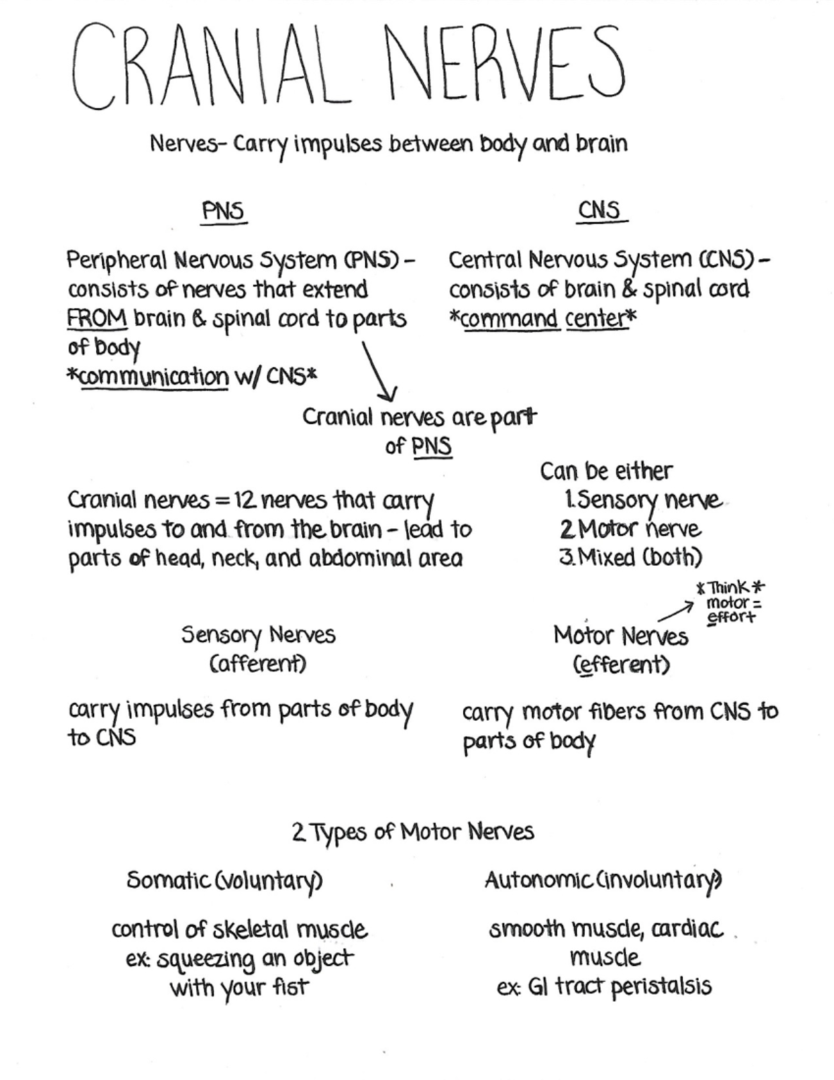 Anatomy Bundle - Notes - HLTHAGE 1CC3 - Studocu
