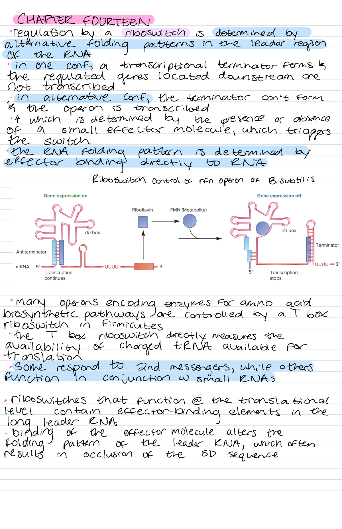 Chapter 14 Textbook Notes - CHAPTER FOURTEEN ####### regulation by a ...