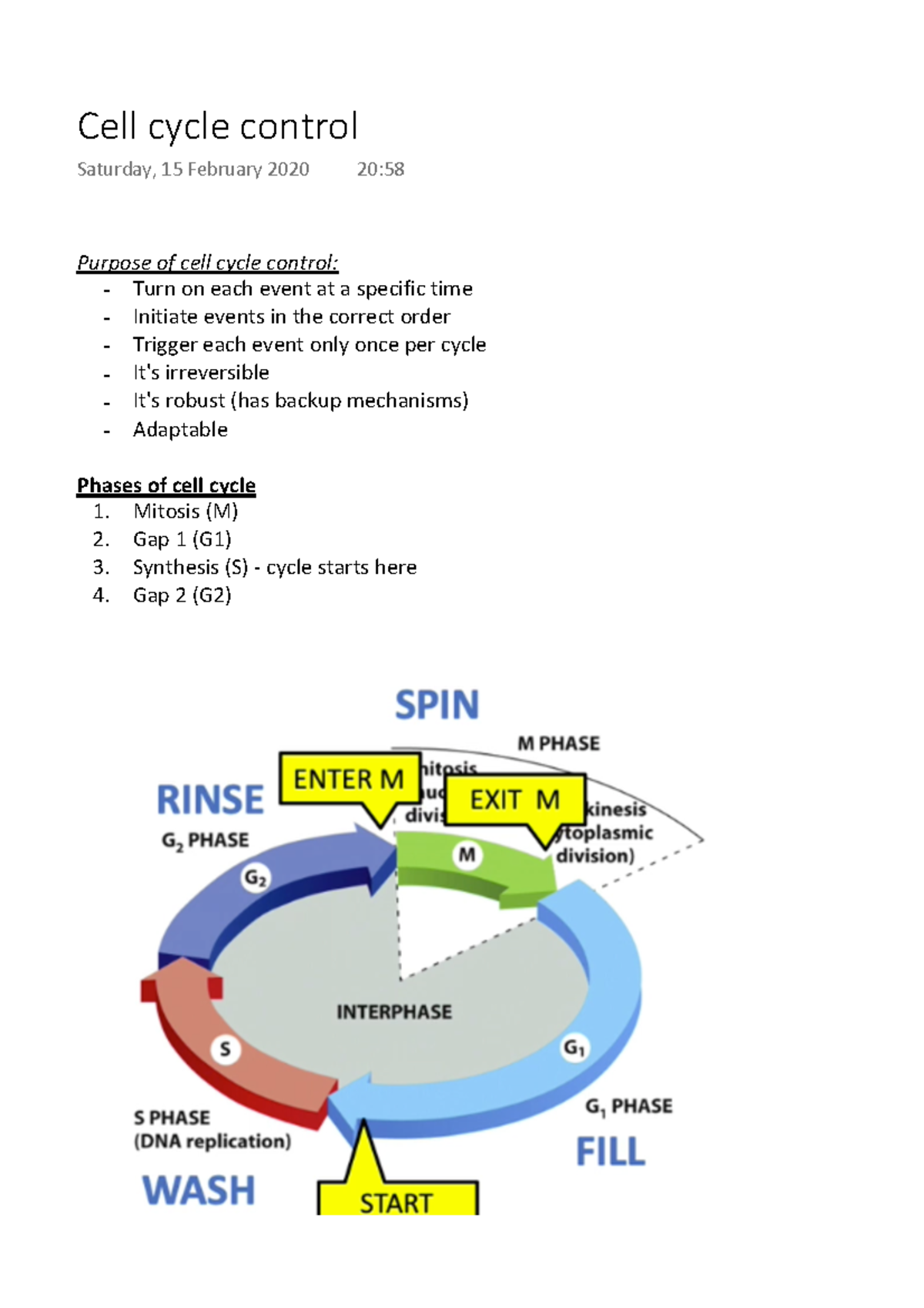 Cell cycle control - lecture - Purpose of cell cycle control: - Turn on ...