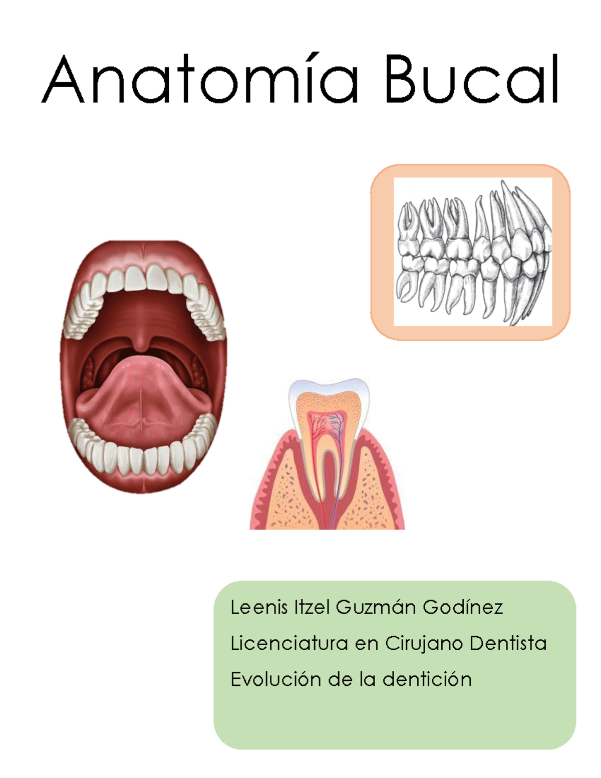 Anatomía Bucal - Evolución - Anatomía Bucal Leenis Itzel Guzmán Godínez ...