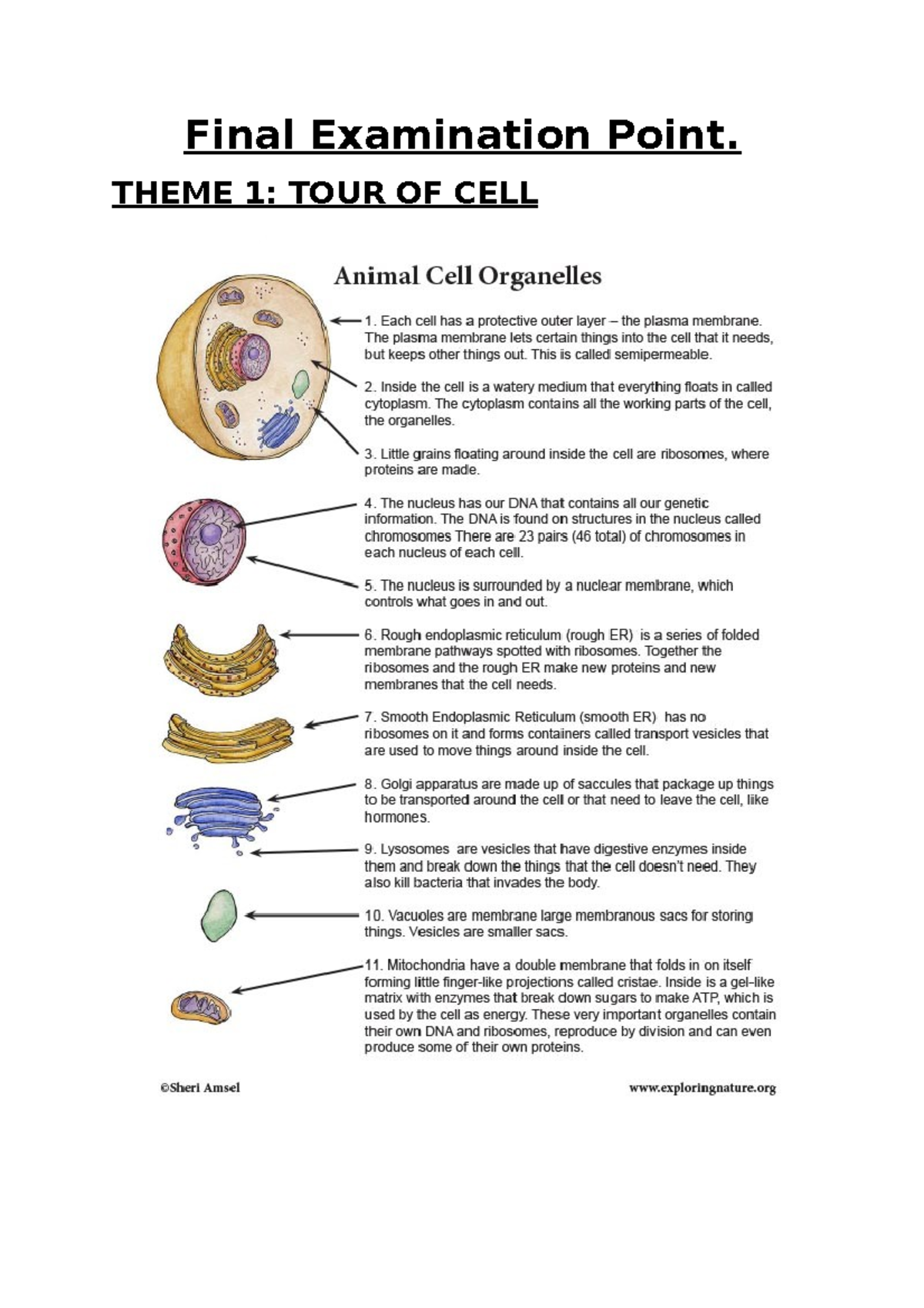 Final Examination Point - 300816 - THEME 1: TOUR OF CELL THEME 3 ...